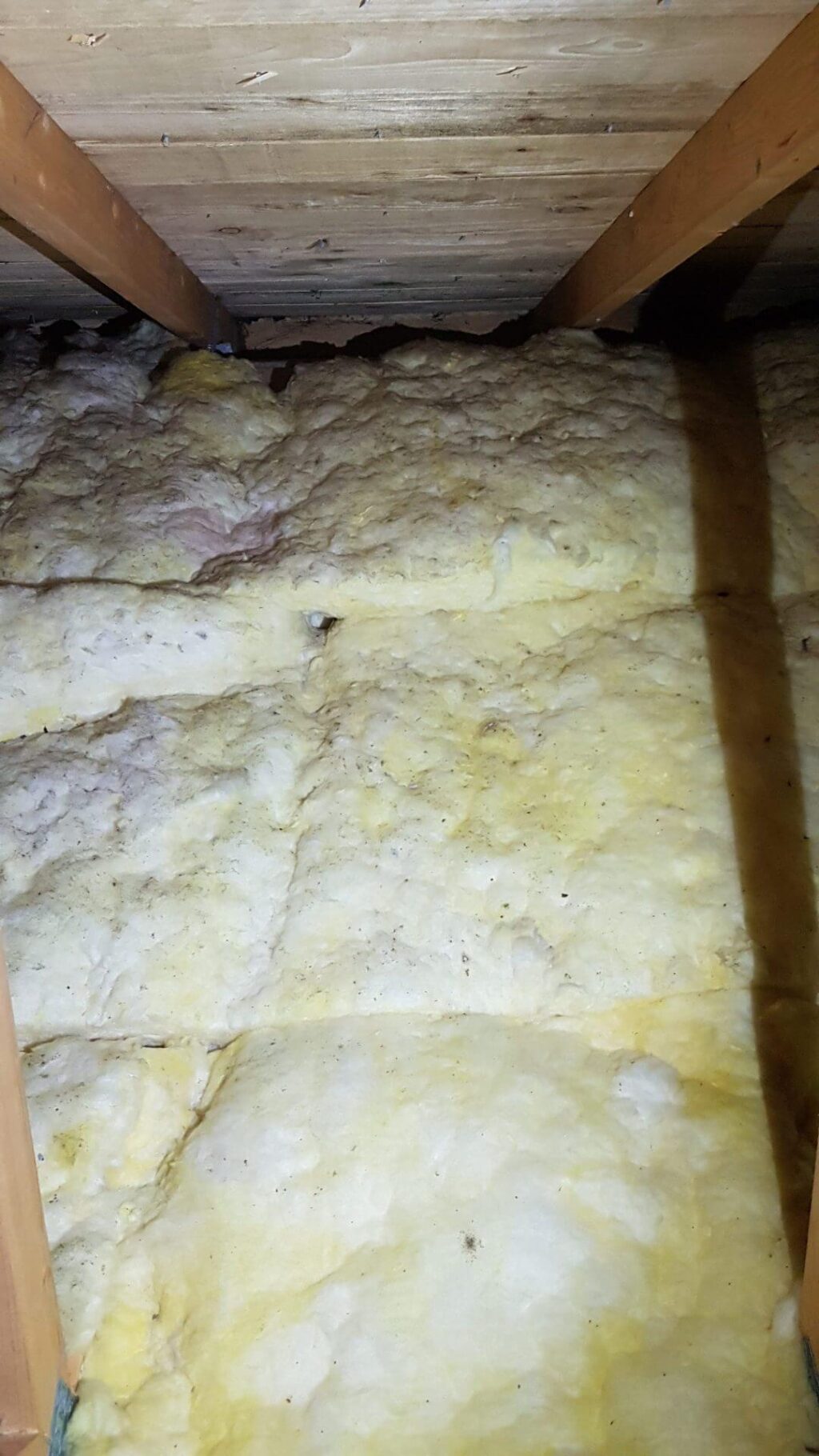 Five signs of mice in your attic space | Global Pest Control